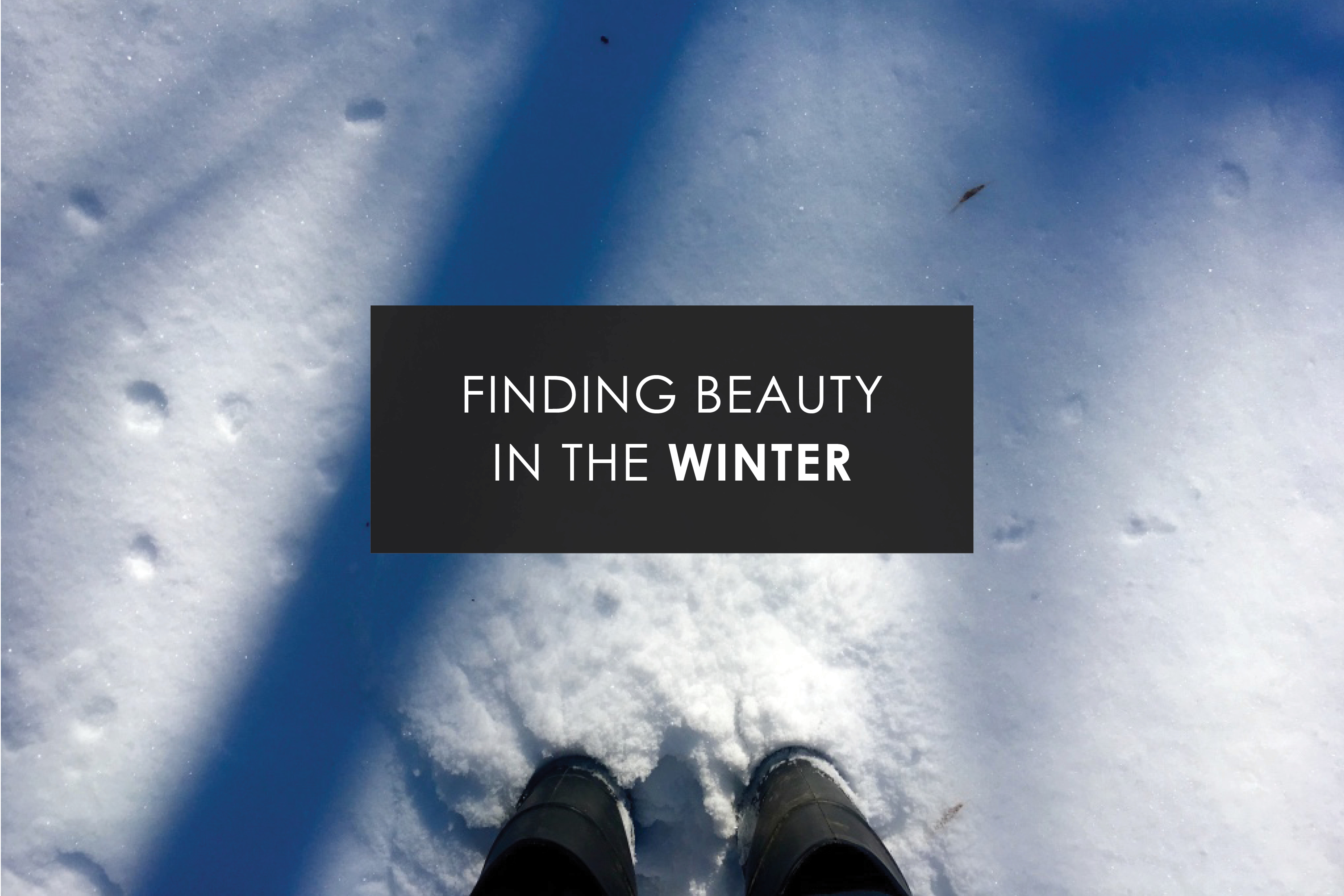 Finding Beauty in the Winter – Sophie Miller